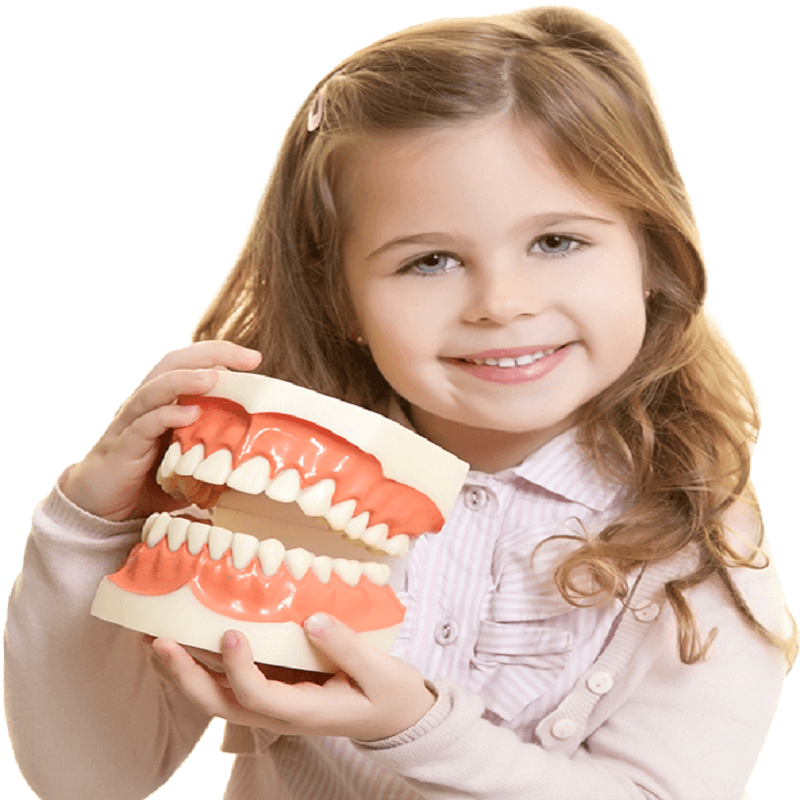 Facts About Your Teeth – DentiDoor.Com